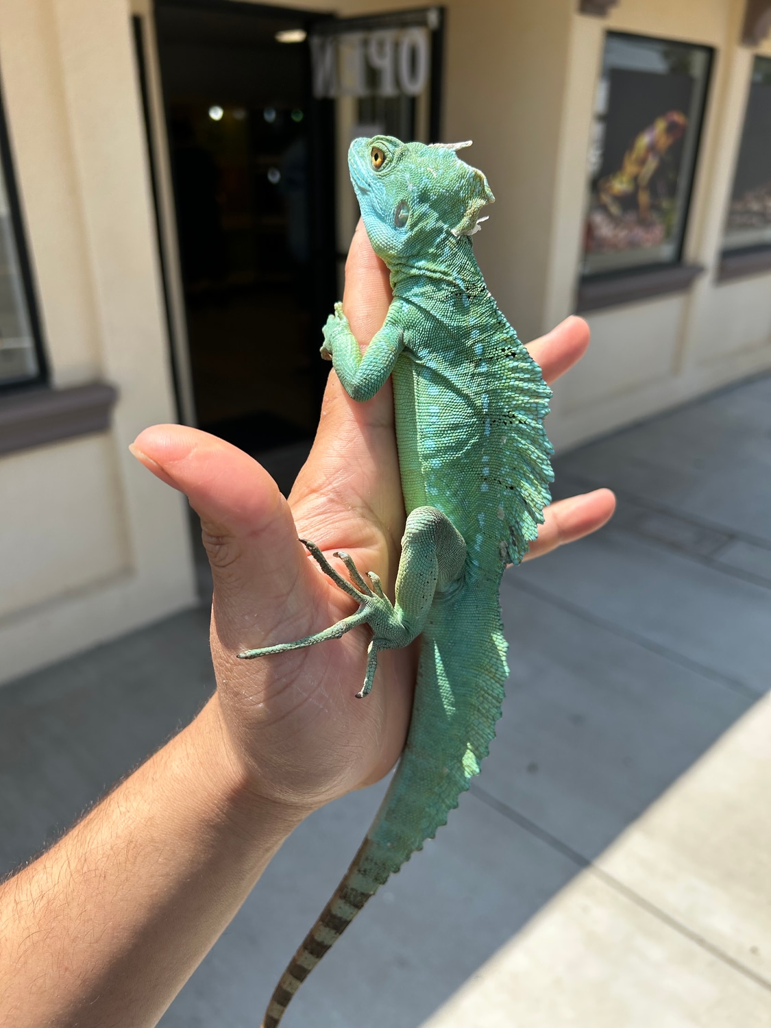 Pair Of Green Basilisks More Lizard by Reptile Factory - MorphMarket