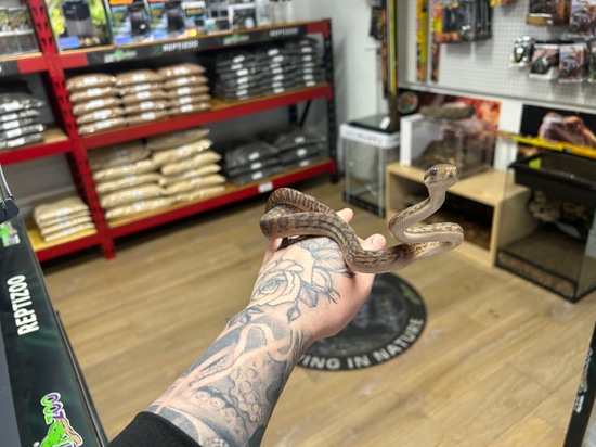 “USCB” Southern Scrub Python by Reptile Factory