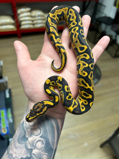Leopard Yellow Belly Special Ball Python by Reptile Factory