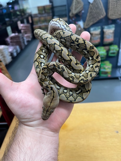 Kalaotoa Super Dwarf Reticulated Python by Reptile Factory