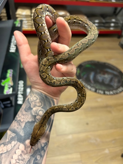 High Percentage Kalatoa Super Dwarf Reticulated Python by Reptile Factory