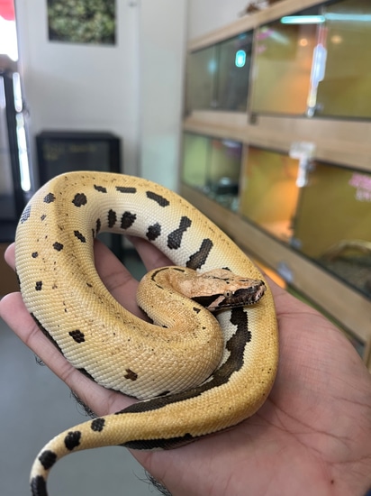 007 Blood Python by Reptile Factory