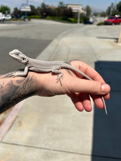Hypo Zero Bearded Dragon Eastern Bearded Dragon by Reptile Factory