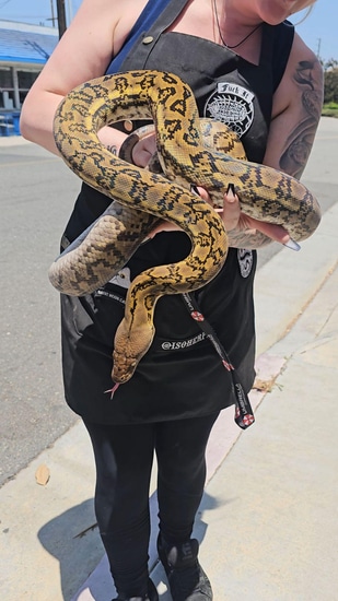 Kalatoa Super Dwarf X Timor Python Hybrid Reticulated Python by Reptile ...