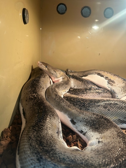 Pied Reticulated Python by Reptile Factory