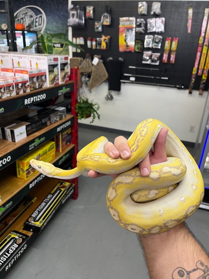 Snow Golden Child Reticulated Python by Reptile Factory