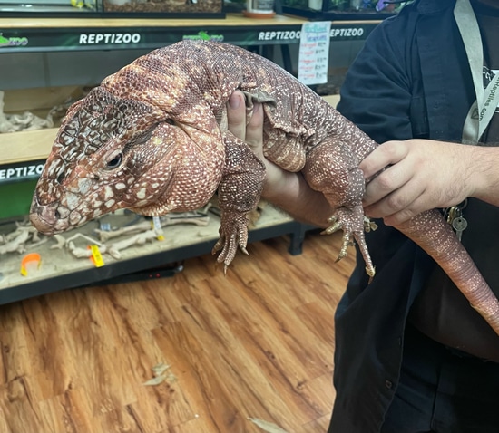 Red Tegu Columbian Tegus by Reptile Factory