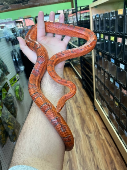 Blood Red Corn Snake by Reptile Factory