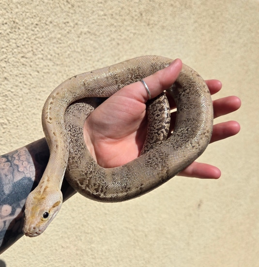 Granite Burmese Python by Reptile Factory