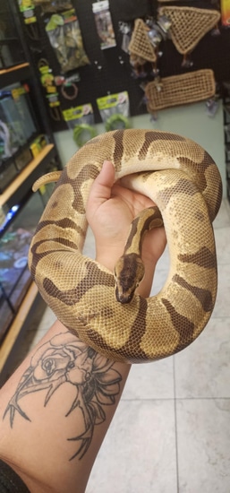 OD Enchi Leopard Ball Python by Reptile Factory