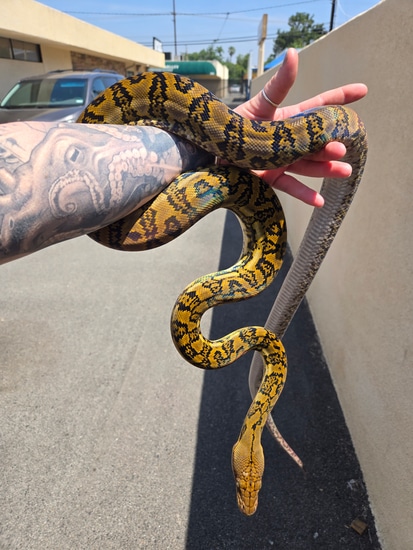 Super Timor Hybrid (SDxTimor) More Python by Reptile Factory