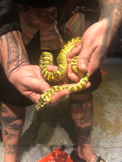 CARPONDRO Green Tree Python by Reptile Finders