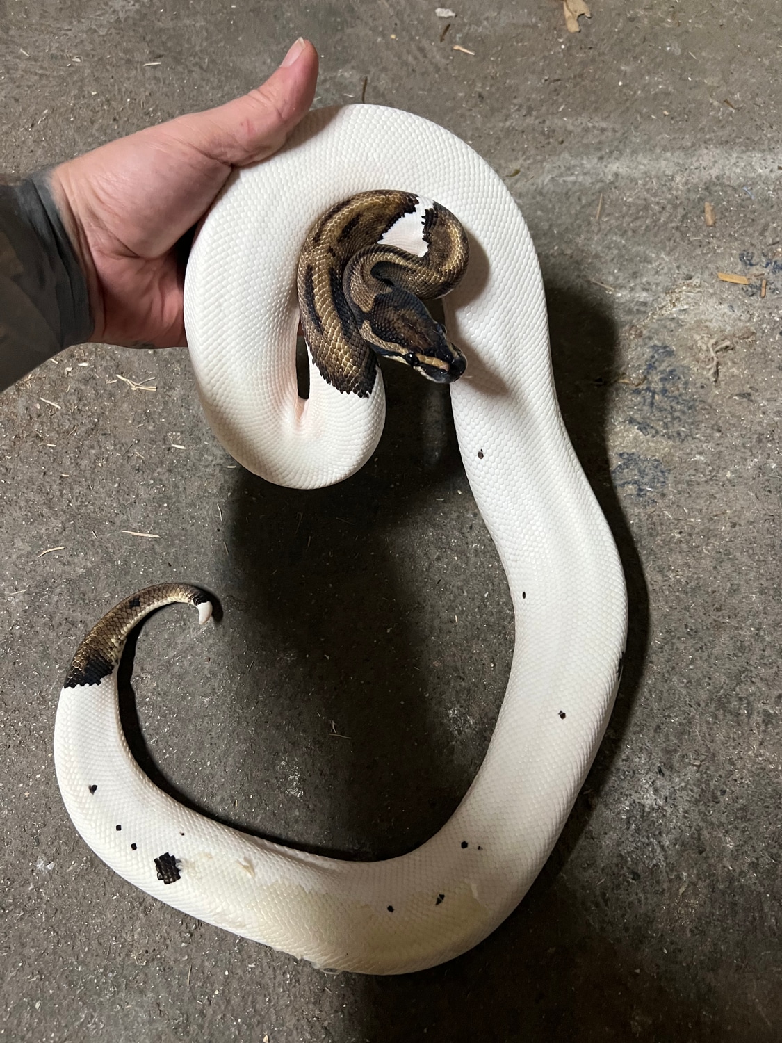 High White Pied Ball Python by Reptile Finders - MorphMarket
