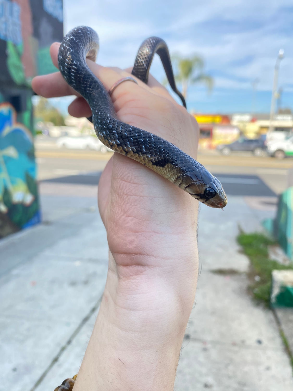 Texas Indigo Snake Cribo & Indigo Snakes by Reptile Finders - MorphMarket