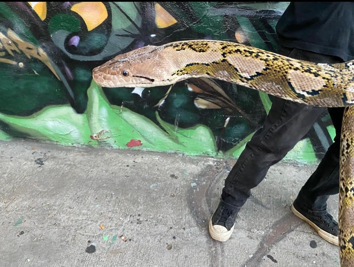 Sunfire 18 Foot Long Reticulated Python by Reptile Finders - MorphMarket