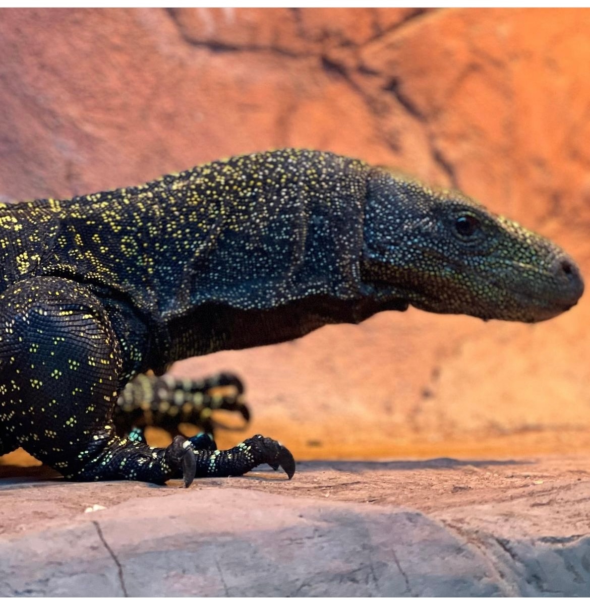 8+ Feet Long Crocodile Monitor by Reptile Finders - MorphMarket