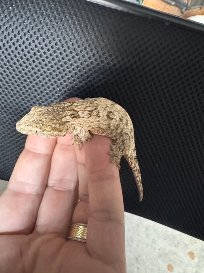 PURE ISLE OF PINE LEACHIANUS GECKO Pick Your Own! Leachianus Gecko by ...