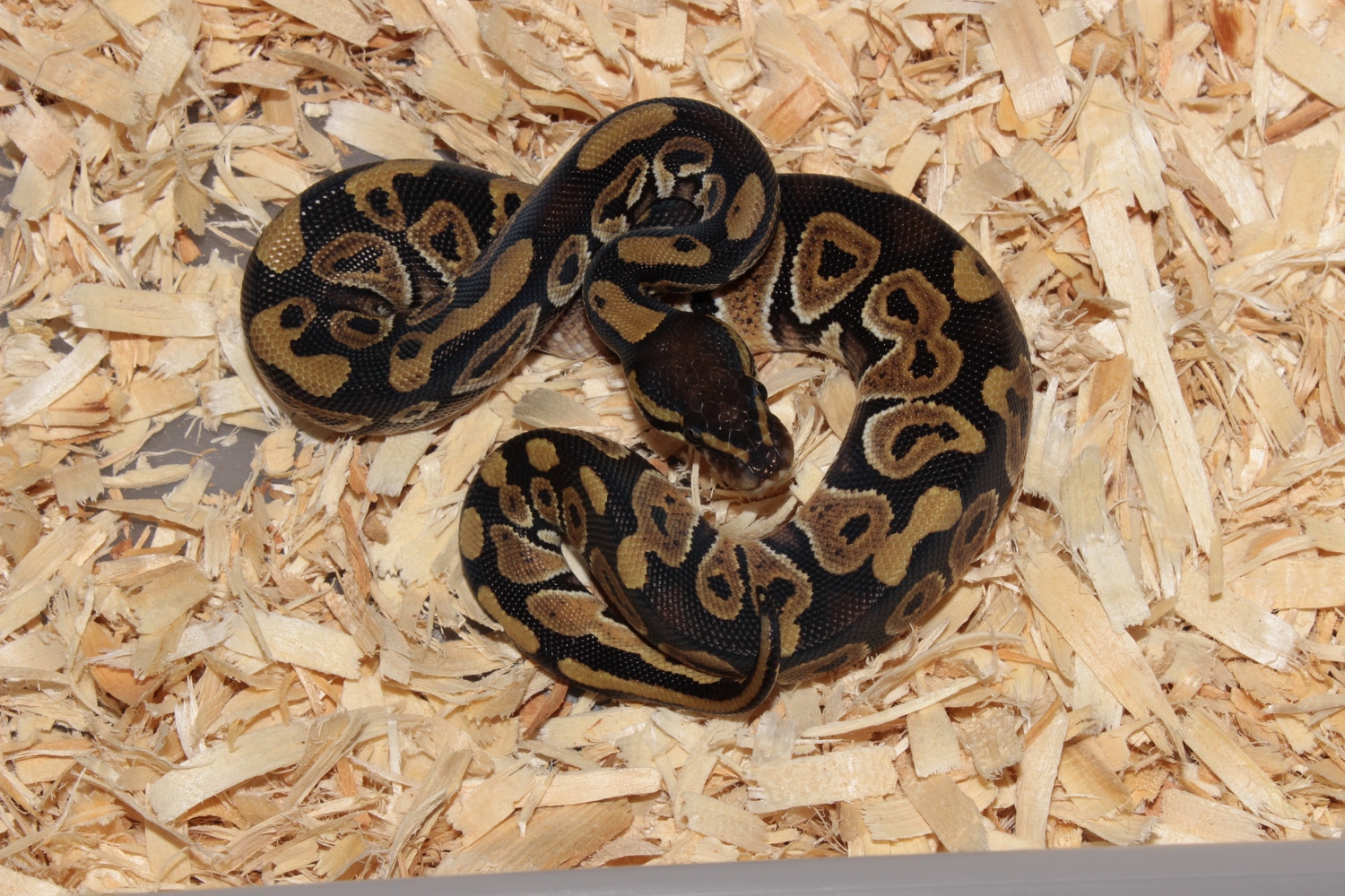 Mystic Ball Python by Reptile Frenzy LLC - MorphMarket