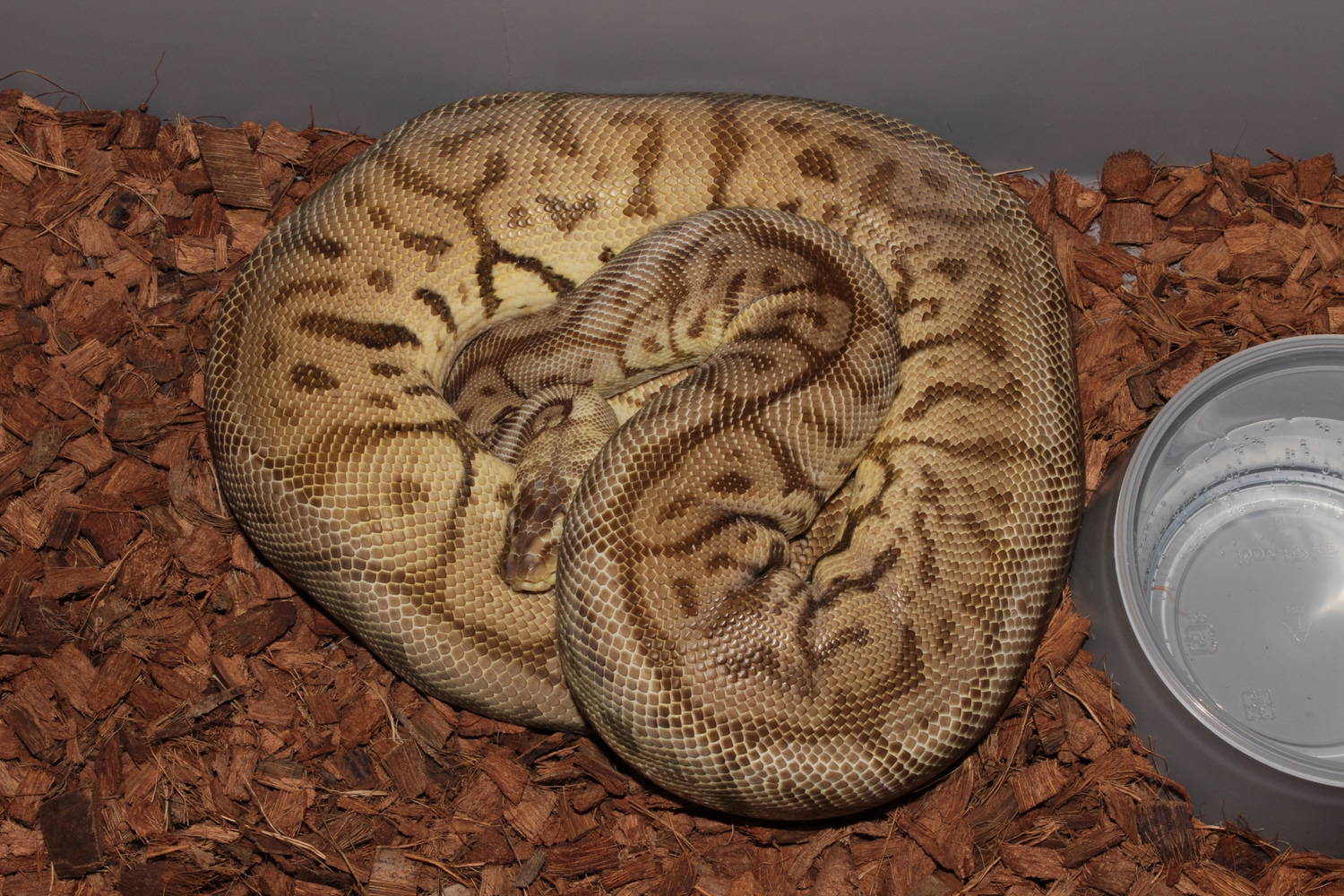 Black Widow Leopard Ball Python by Reptile Frenzy LLC - MorphMarket