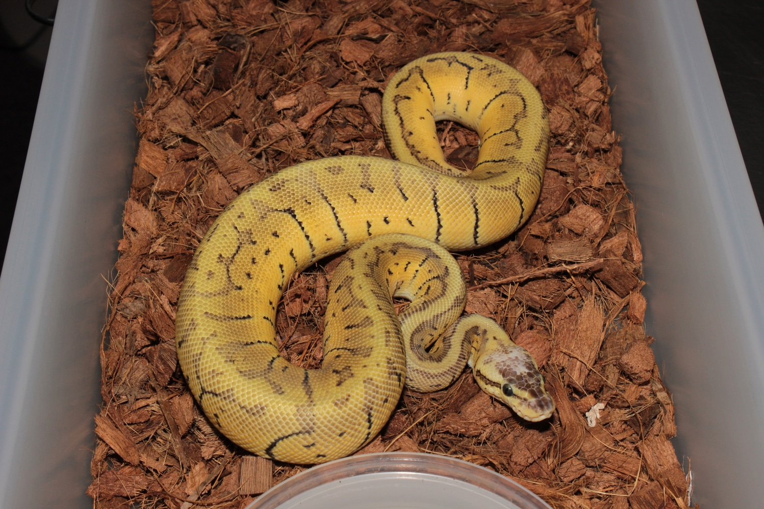 Lemonblast Het Desert Ghost Ball Python by Reptile Frenzy LLC - MorphMarket