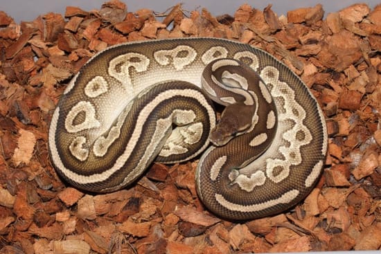 Mojave Cinnamon Ball Python by Reptile Frenzy LLC