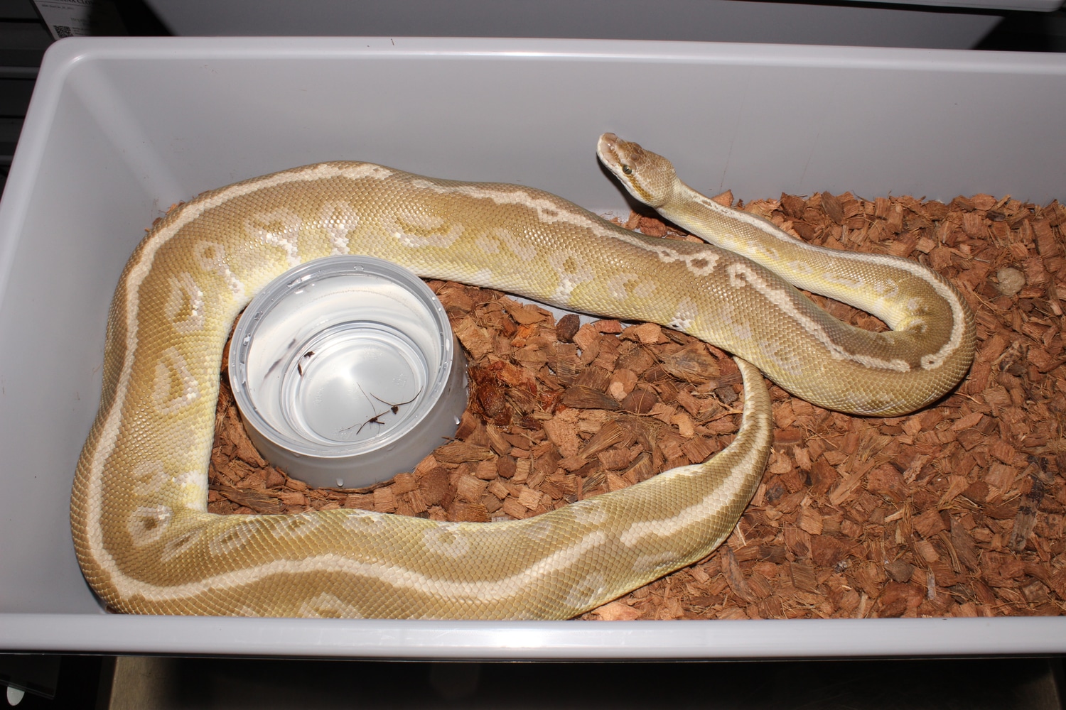 Pastel Soul Sucker Ball Python by Reptile Frenzy LLC - MorphMarket