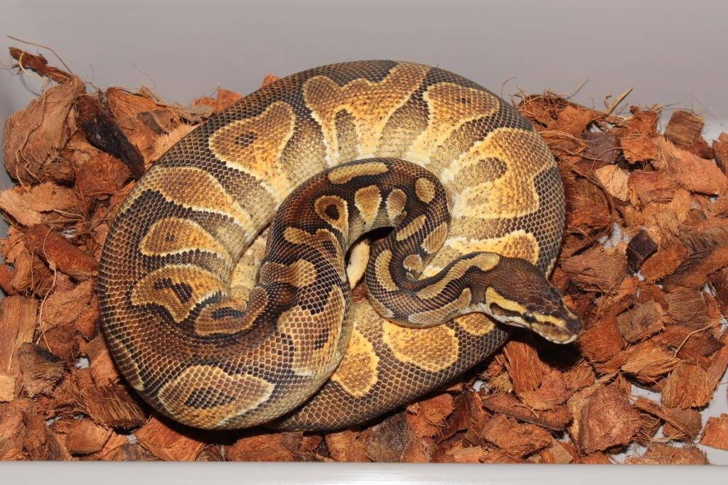 Cinnamon Enchi YB Or Gravel Ball Python by Reptile Frenzy LLC - MorphMarket