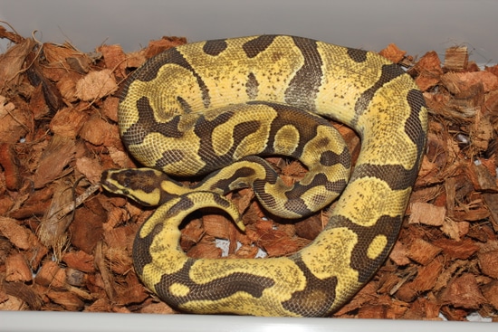 Super Enchi YB Or Gravel Ball Python by Reptile Frenzy LLC
