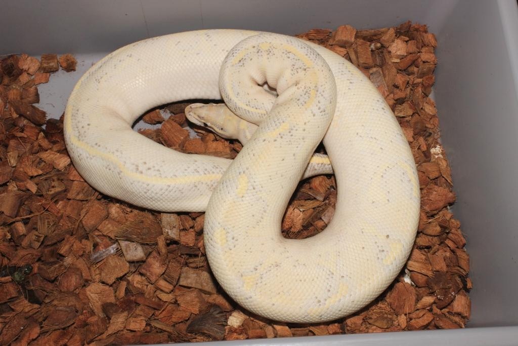 Highway Ball Python by Reptile Frenzy LLC - MorphMarket