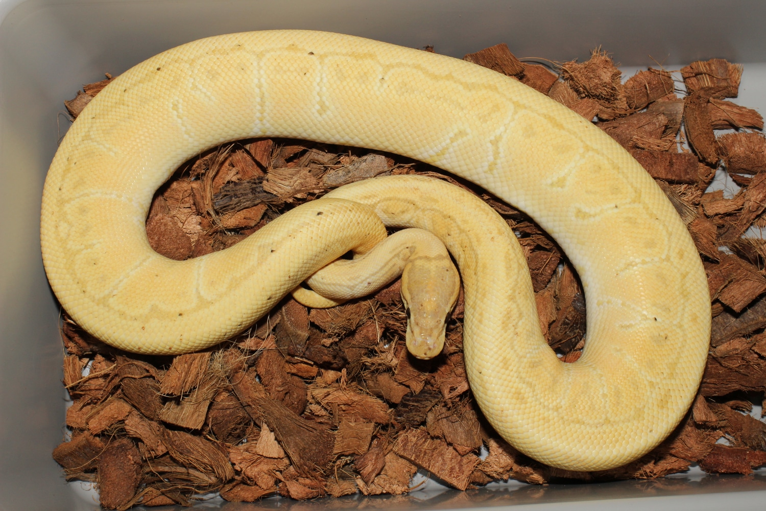 Banana Pinstripe Het Clown Ball Python by Reptile Frenzy LLC - MorphMarket