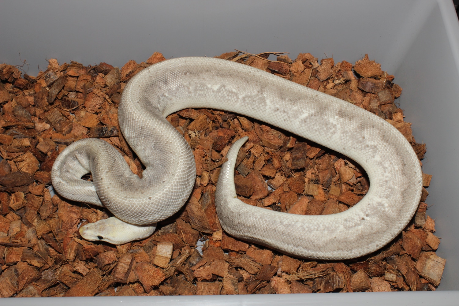 Super Pastel Cinnamon Bamboo Ball Python by Reptile Frenzy LLC ...