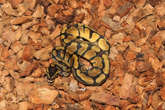 PAIR* Enchi & Normal Double Het Sunset Pied Ball Python by Reptile ...