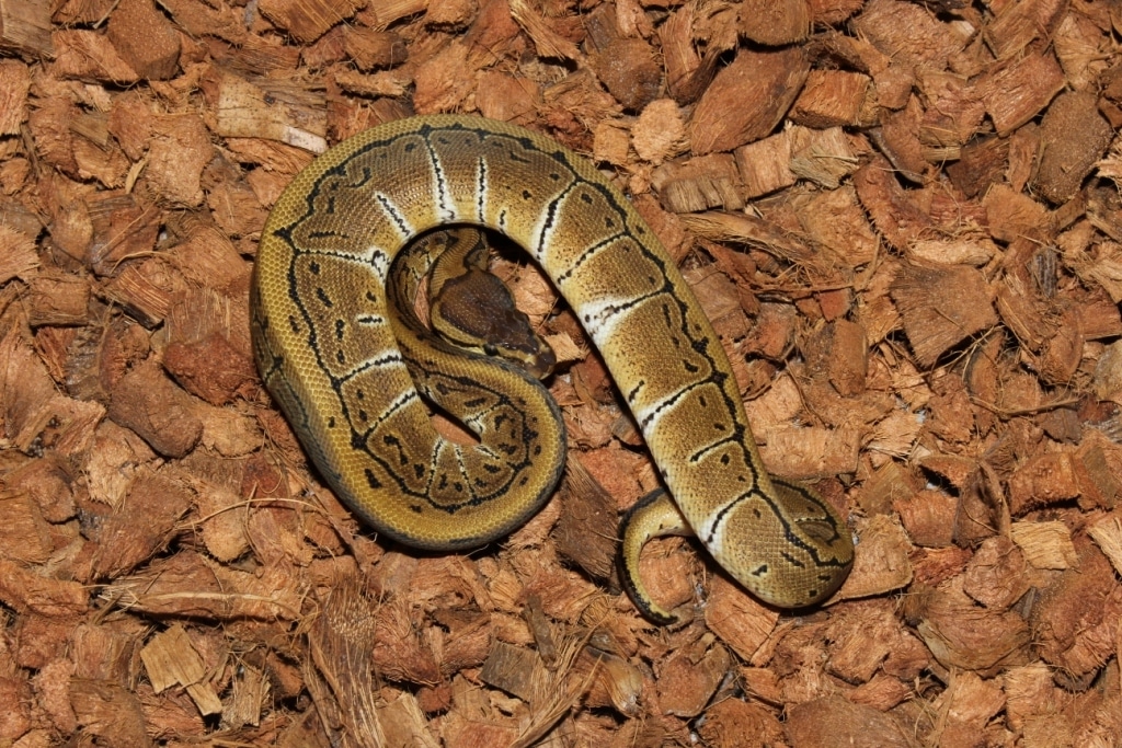 Pinstripe Het Clown Ball Python by Reptile Frenzy LLC - MorphMarket