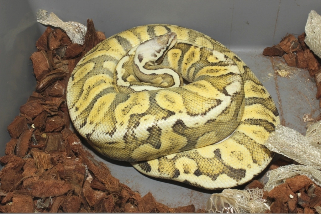 Super Pastel GHI Fire Het Desert Ghost Ball Python by Reptile Frenzy LLC - MorphMarket