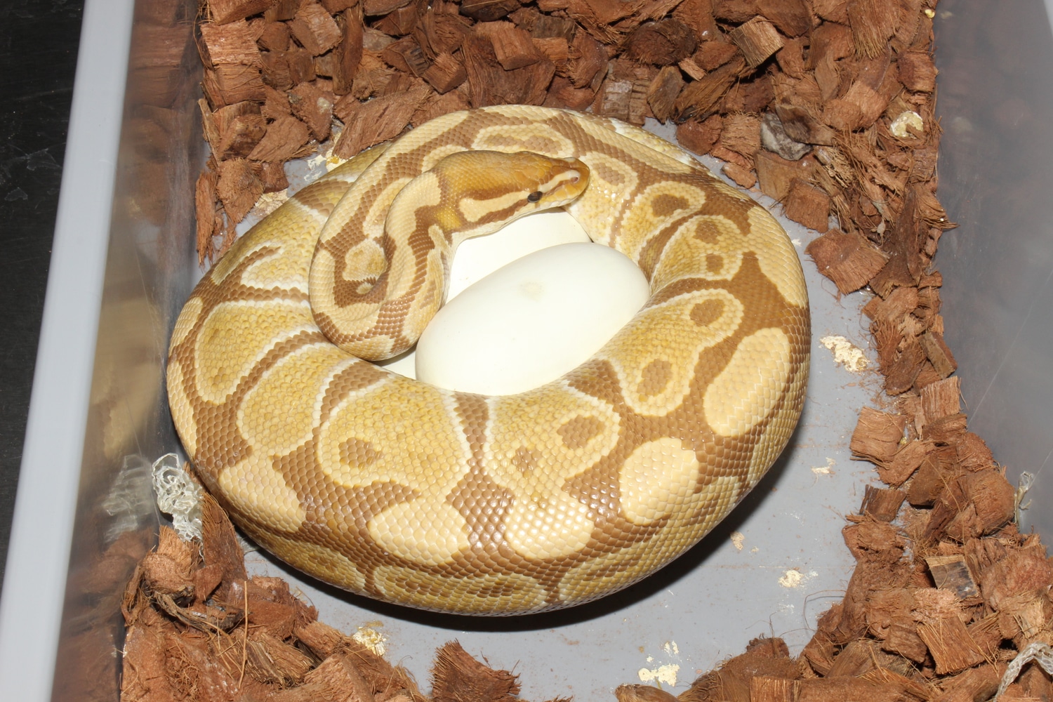 Ultramel Ball Python by Reptile Frenzy LLC - MorphMarket
