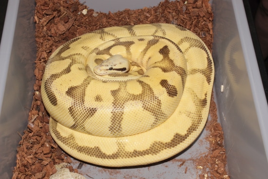 Pastel Fire OD YB Ball Python by Reptile Frenzy LLC