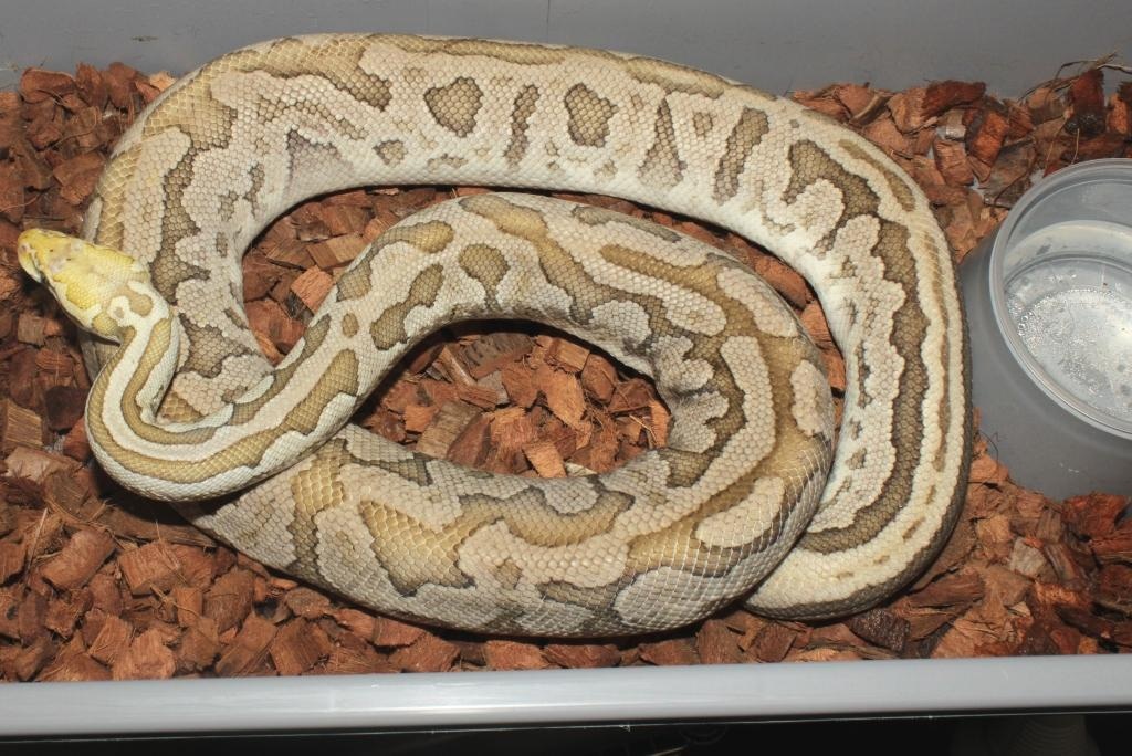Bamboo Pastel Leopard Ball Python by Reptile Frenzy LLC - MorphMarket