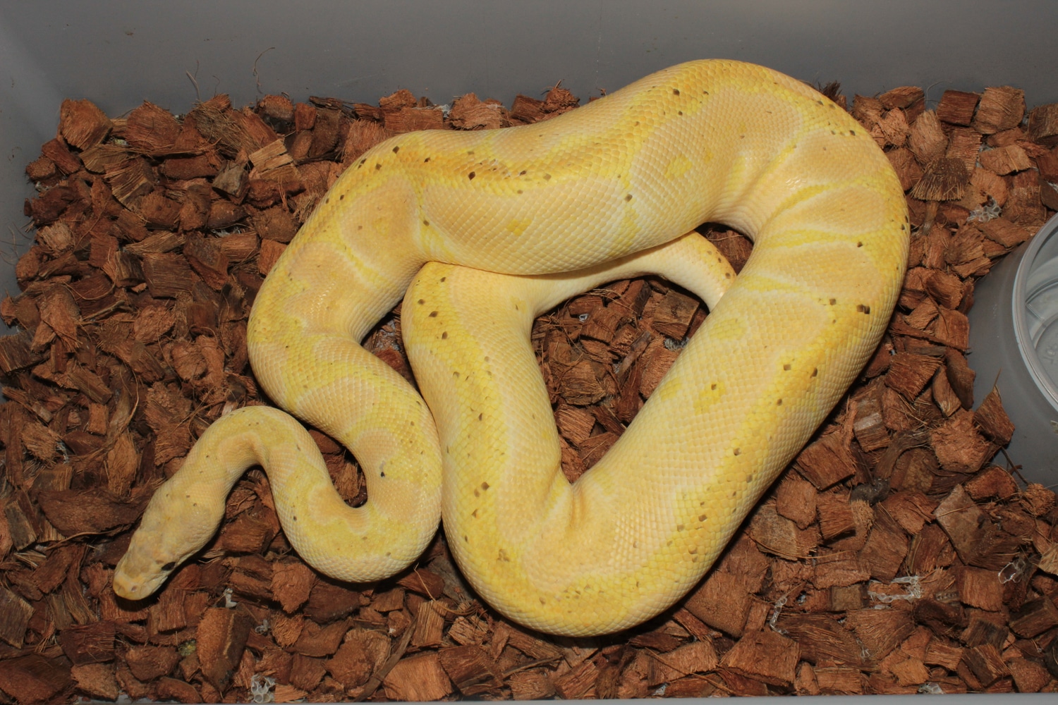 Banana Clown Ball Python by Reptile Frenzy LLC - MorphMarket