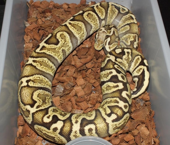 Firefly GHI Ball Python by Reptile Frenzy LLC