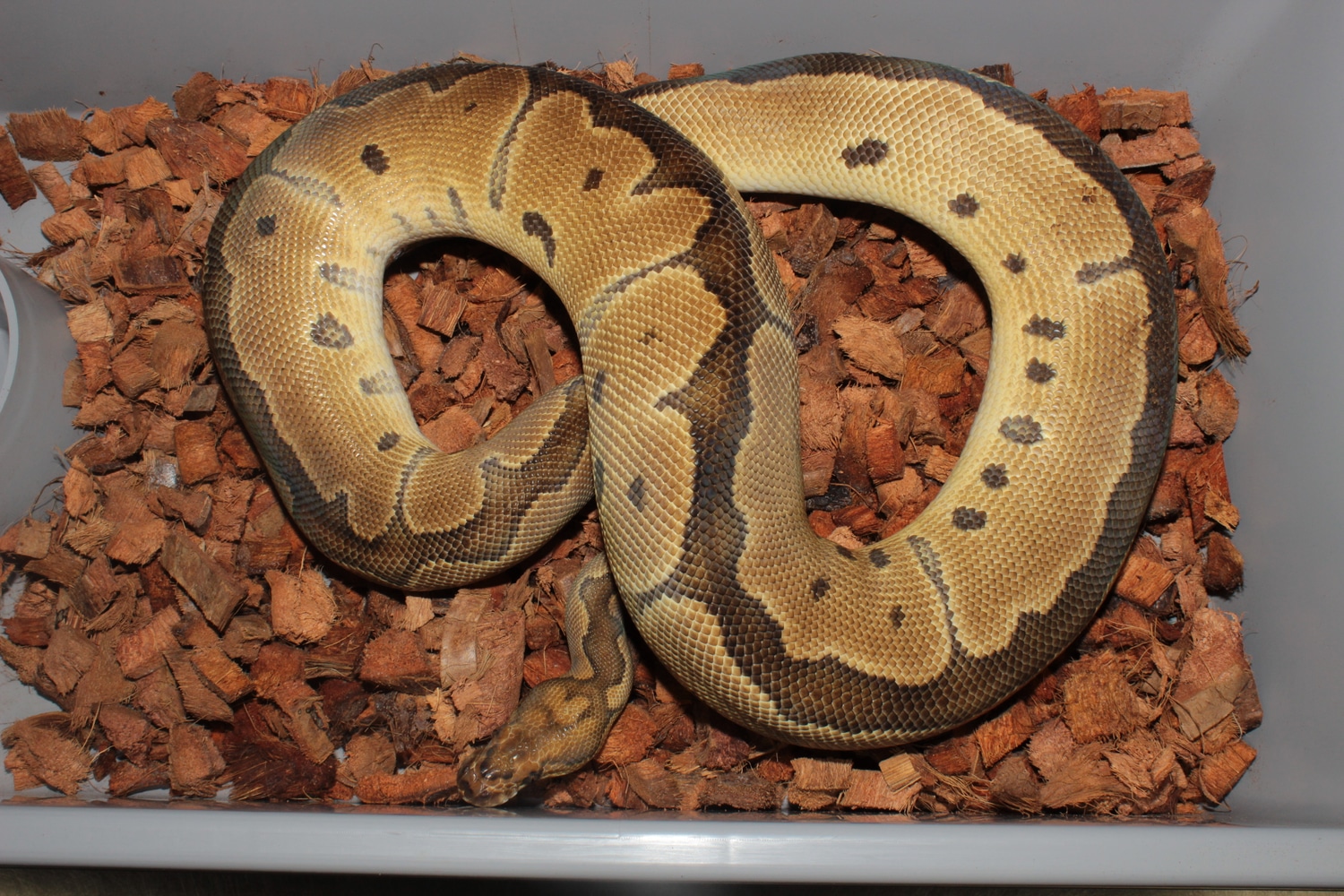 Clown Ball Python by Reptile Frenzy LLC - MorphMarket