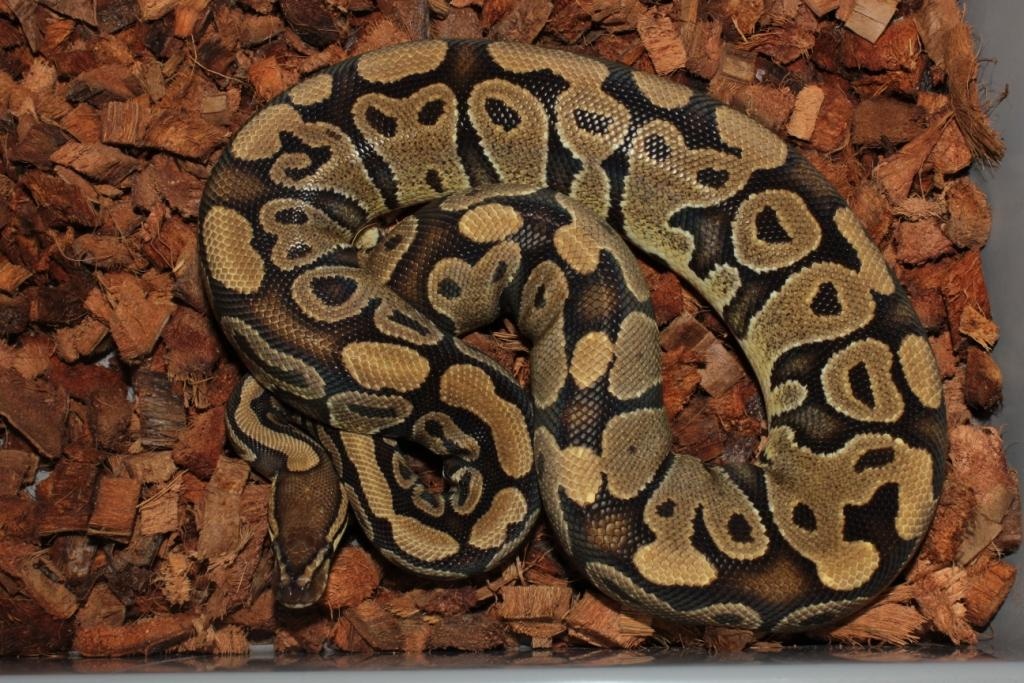 Gravel Het Clown Ball Python by Reptile Frenzy LLC - MorphMarket
