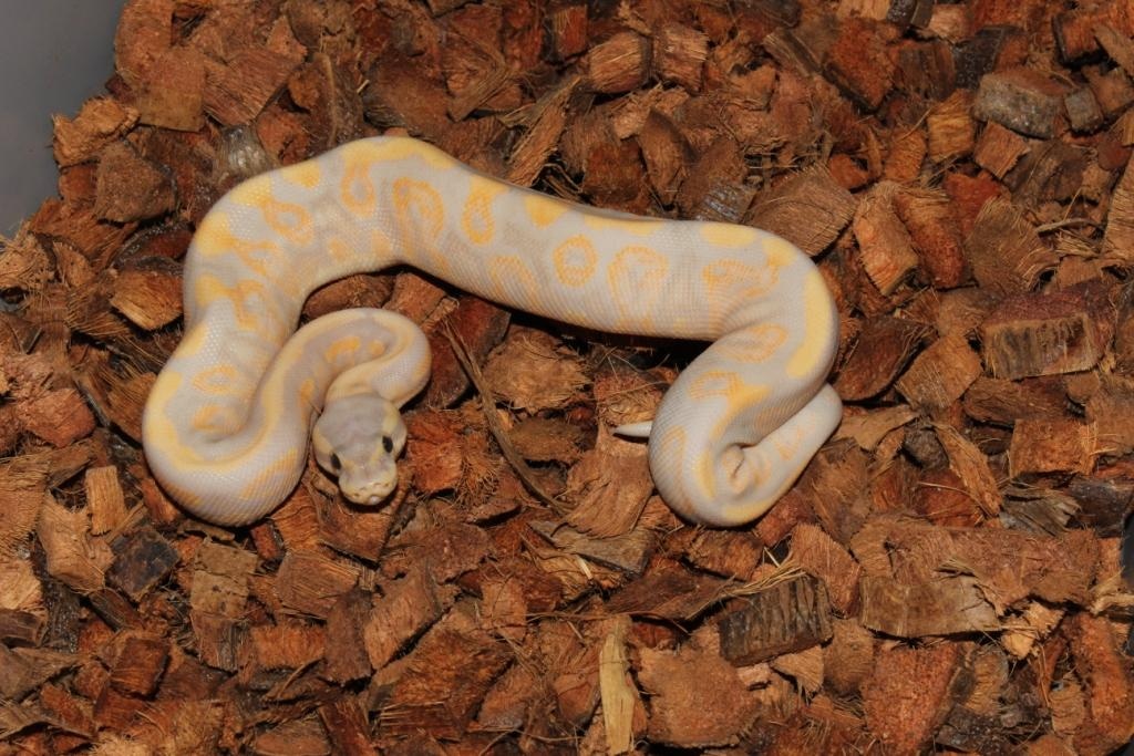 Banana Black Pastel Yellow Belly Het Clown (Female Maker) Ball Python ...