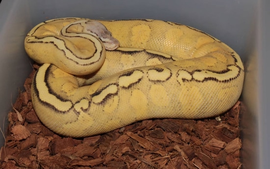 Firefly YB Red Stripe GHI Ball Python by Reptile Frenzy LLC