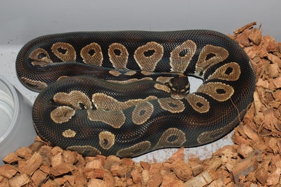 Black Head Ball Python by Reptile Frenzy LLC
