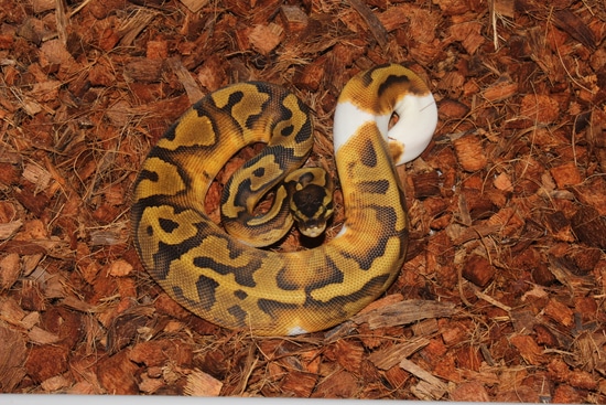 Enchi Pied Ball Python by Reptile Frenzy LLC