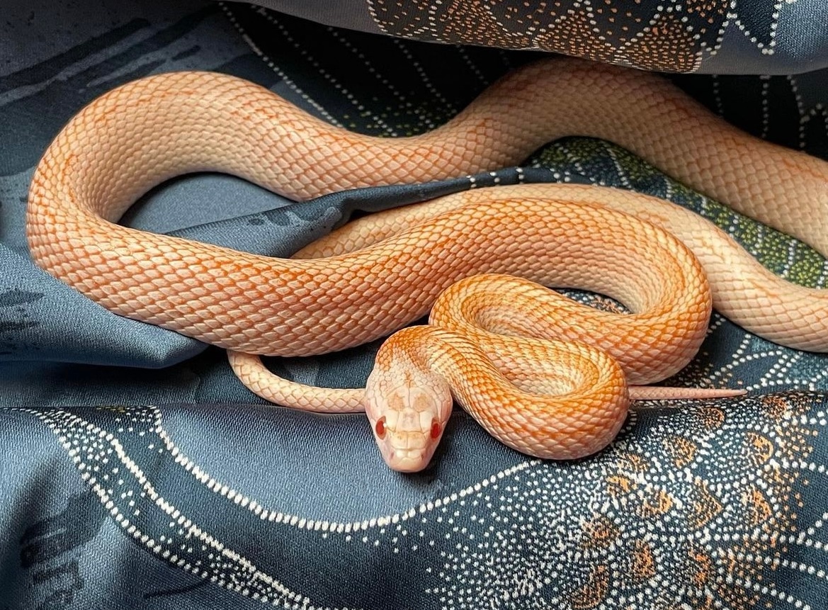 Auratum Stripe Pos Super Toffee Het - Caramel 66ph Cinder Corn Snake by ...