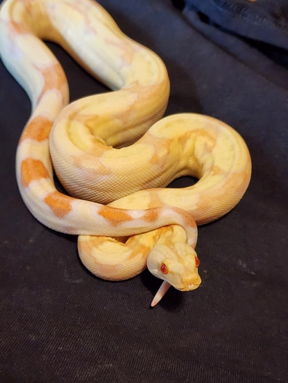Albino IMG Boa Constrictor by Reptile HQ