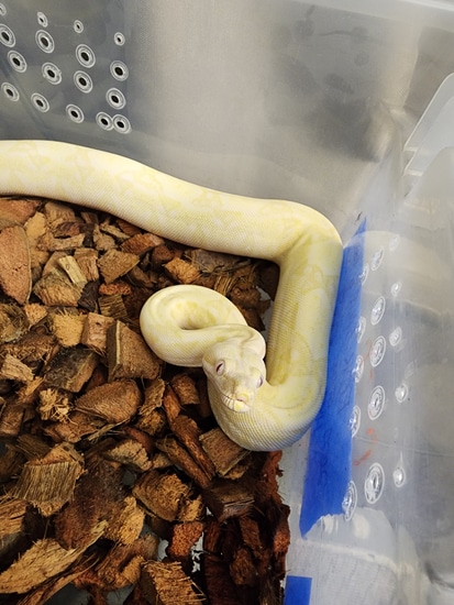 Snow Boa Constrictor by Reptile HQ