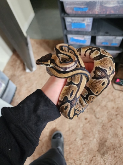 Normal Het Desert Ghost Ball Python by Reptile HQ