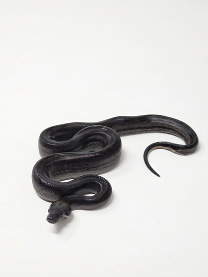 Eclipse Boa Constrictor by Reptile HQ